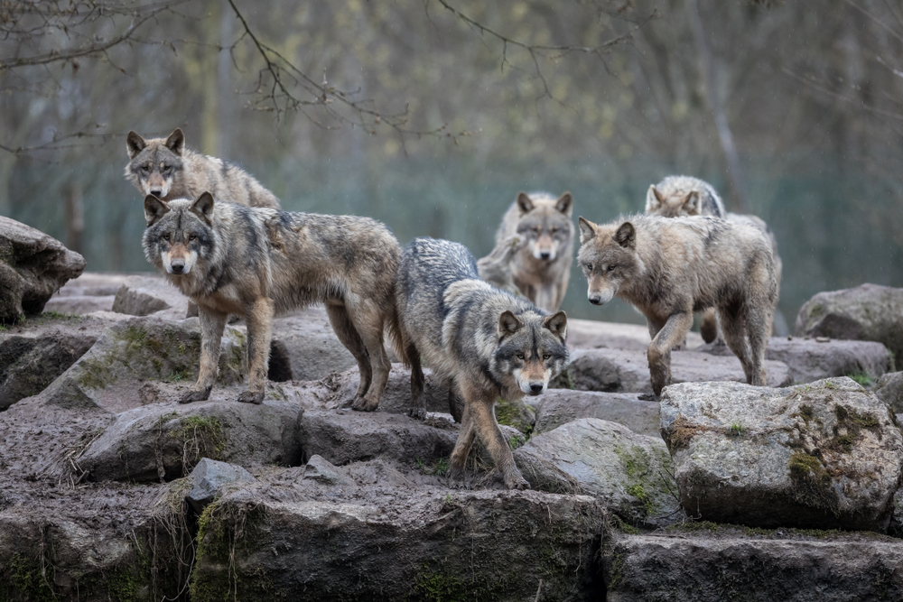 Colorado wildlife officials are reluctant to OK gray wolf ...